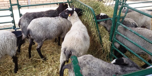 Romanovska ovca - čista računica - Stočarstvo | Agroklub.rs