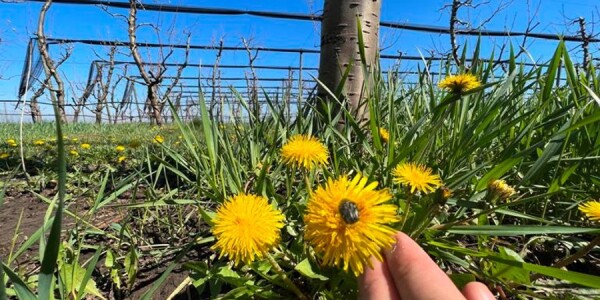 Rutava buba napada voćnjake u Južnom Banatu - Voćarstvo | Agroklub.rs