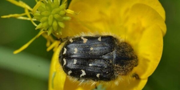 Kako se na prirodan način riješiti rutave bube? - Eko proizvodnja ...