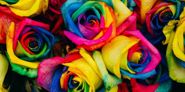 U čemu je tajna ruža duginih boja? - Ukrasno i ljekovito bilje ...