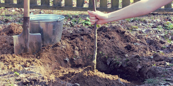 Podsticaji za sadnice, sertifikaciju i selekciju - Finansiranje ...