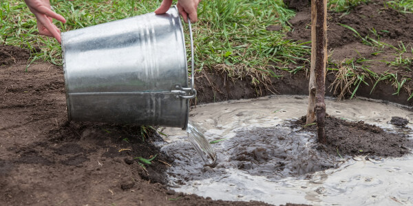 Prednosti jesenske sadnje voćaka i ukrasnog drveća - Voćarstvo ...