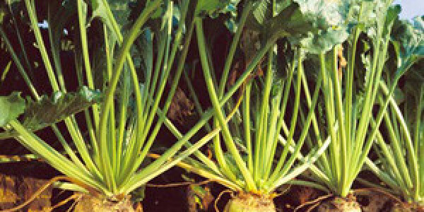 Počela kampanja šećerne repe - Ratarstvo | Agroklub.com