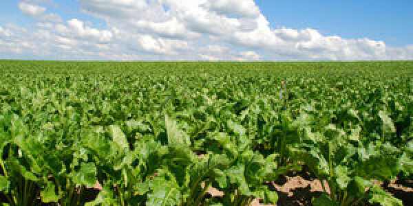 Zaštita soje i šećerne repe - Ratarstvo | Agroklub.com