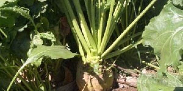 Počela kampanja prerade šećerne repe - Ratarstvo | Agroklub.com