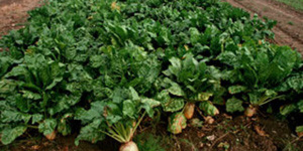 Viro kooperacija ugovarat će proizvodnju šećerne repe - Ratarstvo ...