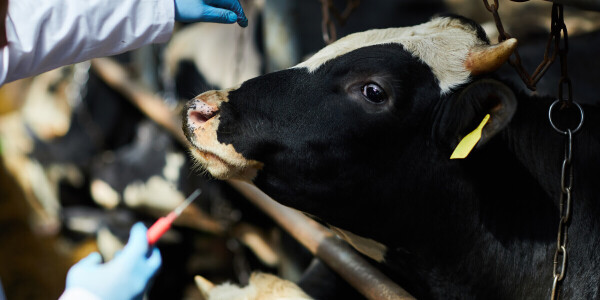 Potvrđena bruceloza kod 13 krava u BiH, grla nisu eutanazirana dva ...