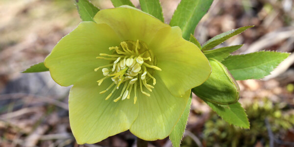 "Kad procveta kukurek posle zime jake" - i lekovit, ali i otrovan ...