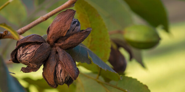 Pekan orah - Voćarstvo | Agroklub.com