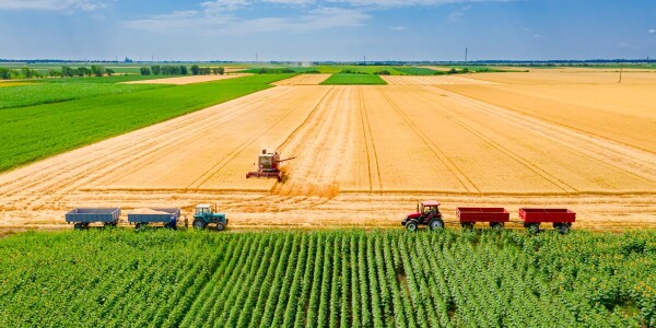 Kakvo je stanje na tržištu žitarica i uljarica? - Ratarstvo | Agroklub.com