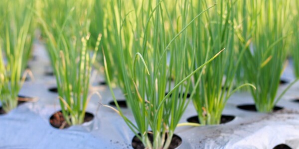 Savjeti za sadnju mladog luka u plasteniku: Brz rast i dobra cijena - Povrćarstvo | Agroklub.com