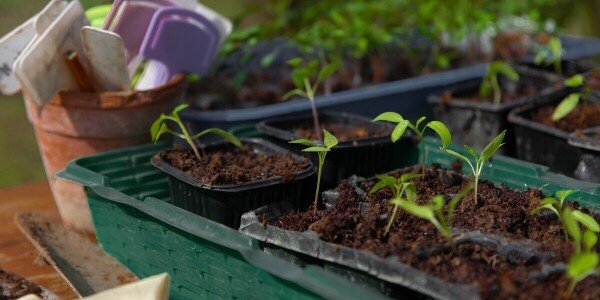 Prerano pikiranje rasada: Problemi, posljedice i oporavak - Povrćarstvo ...
