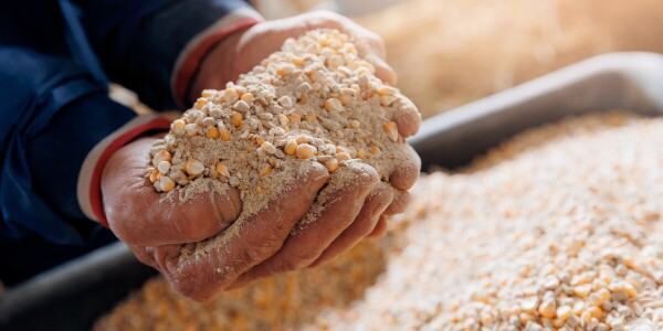 Fokus kupaca kukuruz bez analize na aflatoksin, šta je sa cenama na ...