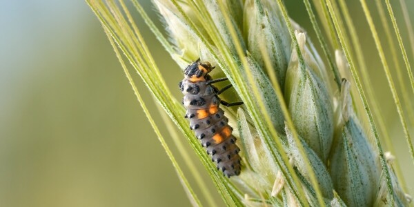 Koji je ovo insekt? Pa bubamara! - Eko proizvodnja | Agroklub.rs