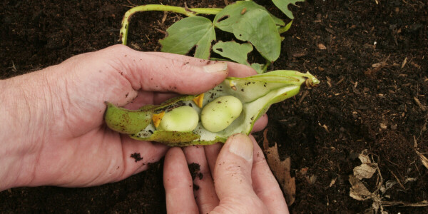 Za ishranu stoke i ljudi, kao đubrivo i ogrev. Bob ima veliki značaj, a ...