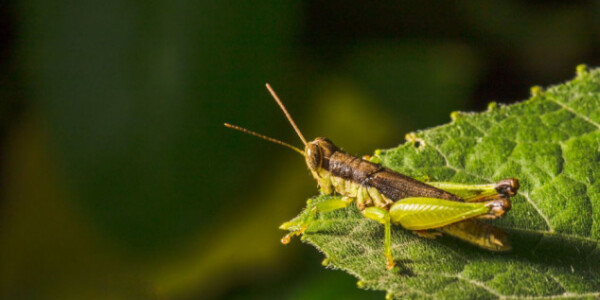 Kako se na prirodan način riješiti skakavaca? - Eko proizvodnja ...