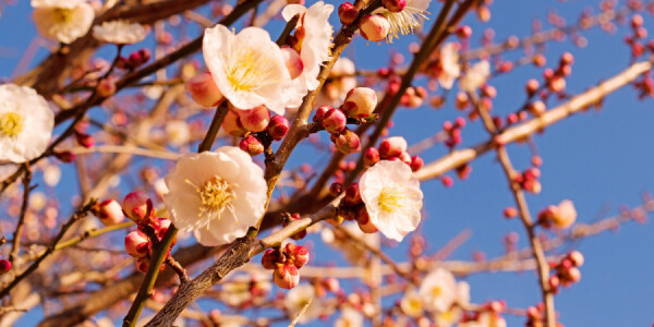 Zbogom šljivinoj osici i američkom cvrčku - Eko proizvodnja | Agroklub.com