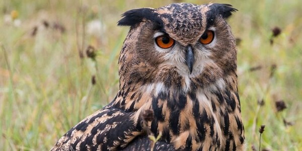 Sova ušara proglašena pticom godine - što ju veže sa stočarstvom i ...