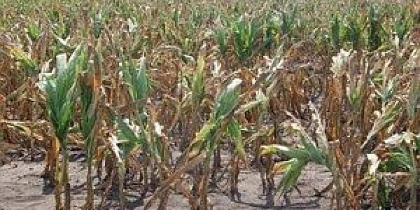 Šećerna repa i kukuruz pogođeni sušom - Ratarstvo | Agroklub.com