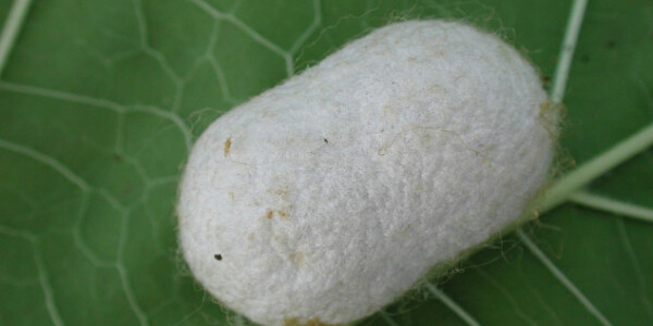 Rudnik: U Velikom ratu gajili svilene bube - Agrohobi | Agroklub.rs