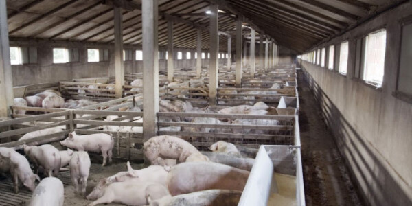 Svinjogojci osnovali proizvođačku organizaciju - Stočarstvo | Agroklub.com