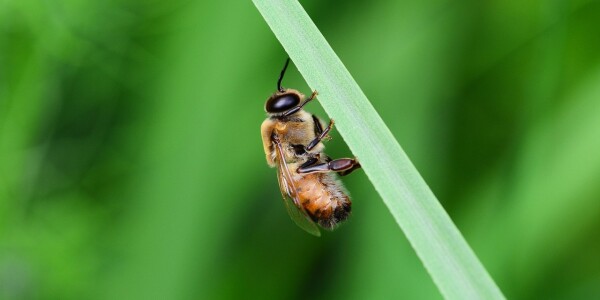 Trutovi osjetljiviji na bolesti od medonosnih pčela - Pčelarstvo ...