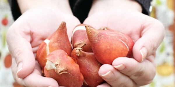 Jesenja sadnja lukovica cveća - Ukrasno i lekovito bilje | Agroklub.rs