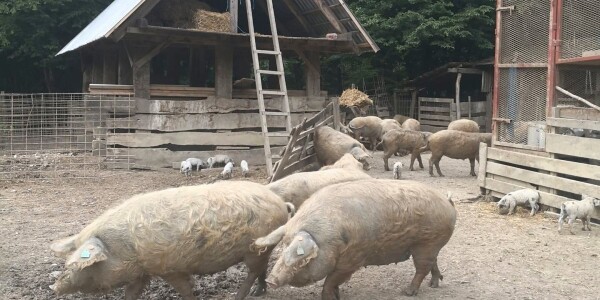 Meso turopoljske svinje dobilo zaštićenu oznaku izvornosti u EU ...