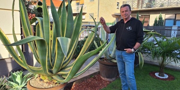 Neobičan hobi jednog Nišlije: Uzgaja 92 vrste agave, a stižu i iz Kine - Ukrasno i lekovito ...