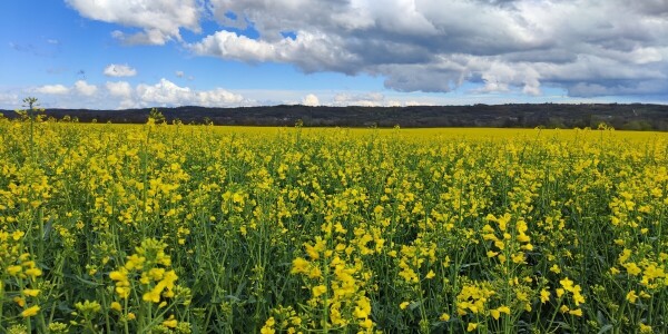 Zaključen prvi ugovor na Produktnoj berzi za uljanu repicu ovogodišnjeg ...