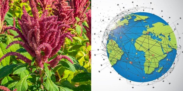 Amarant: Hrana za bogove drevnih civilizacija Maja, Asteka i Inka ...