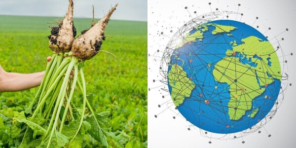 Šećerna repa: Slatka biljka gorke sudbine - Ratarstvo | Agroklub.com