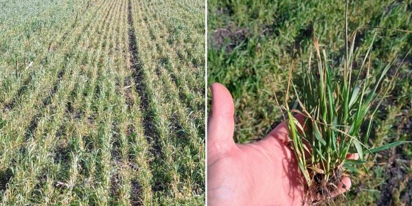 Zastoj u porastu pšenice u srednjem Banatu, ali ne zbog bolesti. Šta je ...