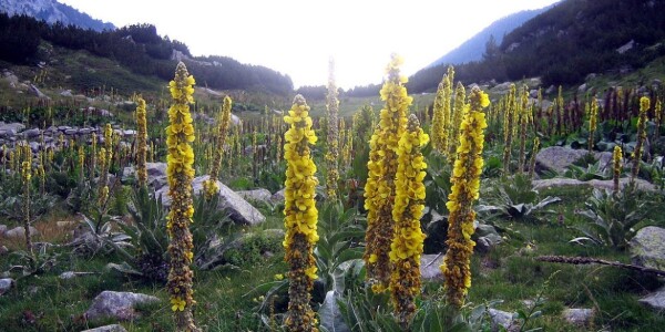 Divizma štetna za stoku, lekovita za ljude - kako je iskoristiti ...