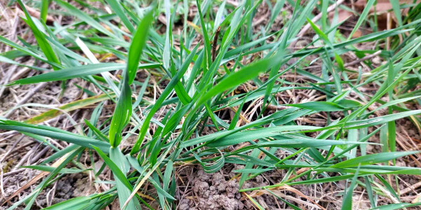 Pirevina se koristi u narodnoj medicini? Evo pet primera - Agrohobi ...