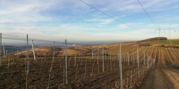 Fruškogorski vinogradi su ustvari francuski trsovi? - Kolumna ...