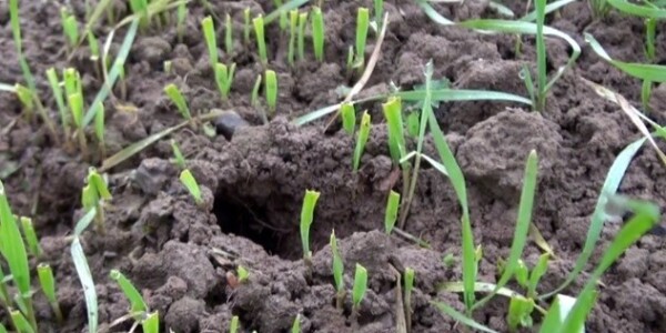 Od jednog para voluharica do čak dvije tisuće - Ratarstvo | Agroklub.com