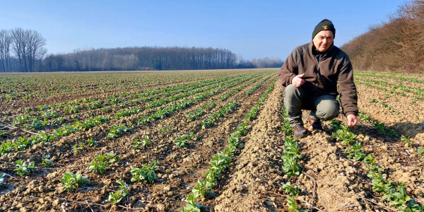 Zoran Jularić: Prednost boba je rana sjetva i rano dozrijevanje ...