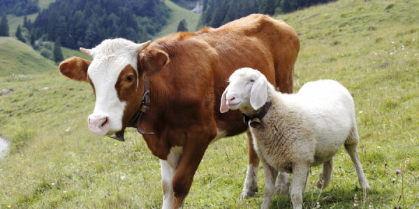 Što donose uzgojni programi u stočarstvu? - Stočarstvo | Agroklub.ba