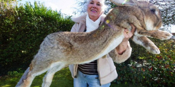 Nesuđeni najveći zec na svijetu nije preživio let - Agrohobi | Agroklub.com