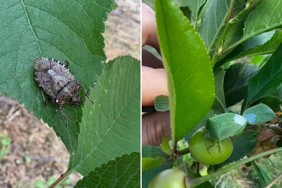 Invazivne stenice prisutne u voćnjacima - što su plodovi manji, štete ...