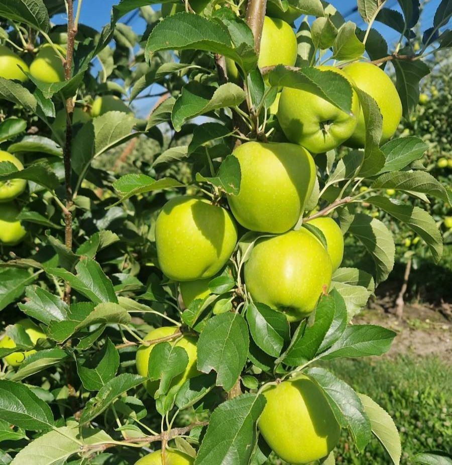 Kako su jabuke pregrmele ovo leto i kakav se prinos očekuje ...