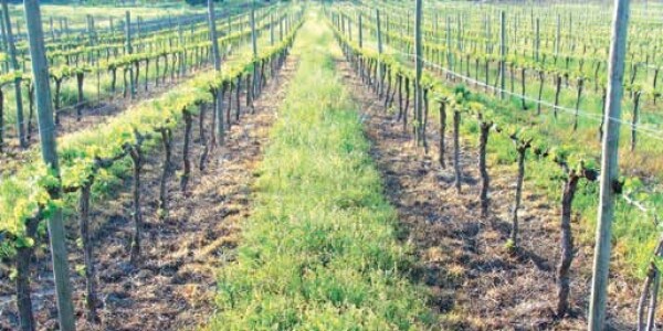 Herbicid Chikara Duo - Orchem, član Belchim grupe - Video prilozi ...