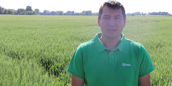 Kilas - visokoprinosna krušna pšenica dobre kvalitete zrna - Video ...